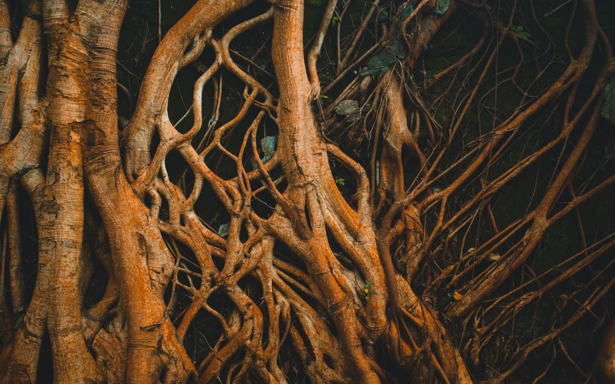 Our 2022 Annual Report - One Resilient Earth